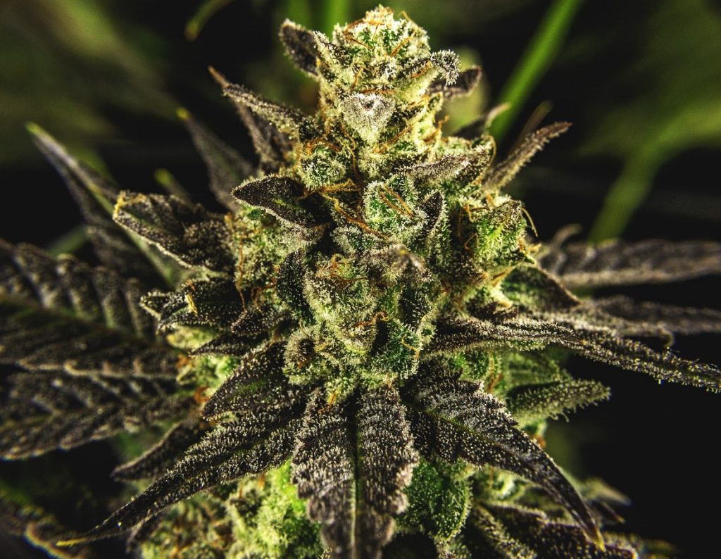 What is Microdosing, and Should You Microdose with Marijuana?